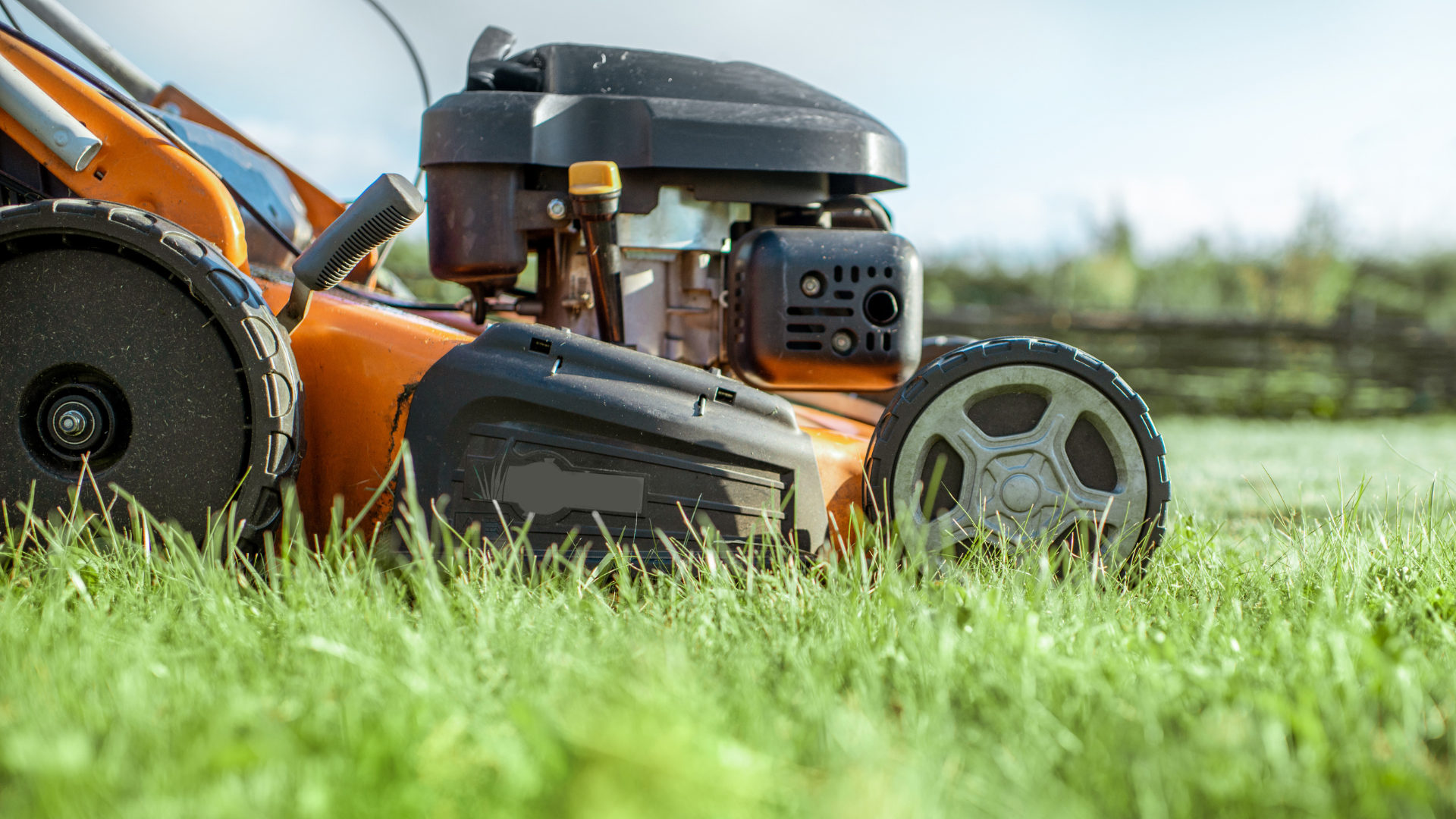 7 Common Lawn Problems and How to Fix Them